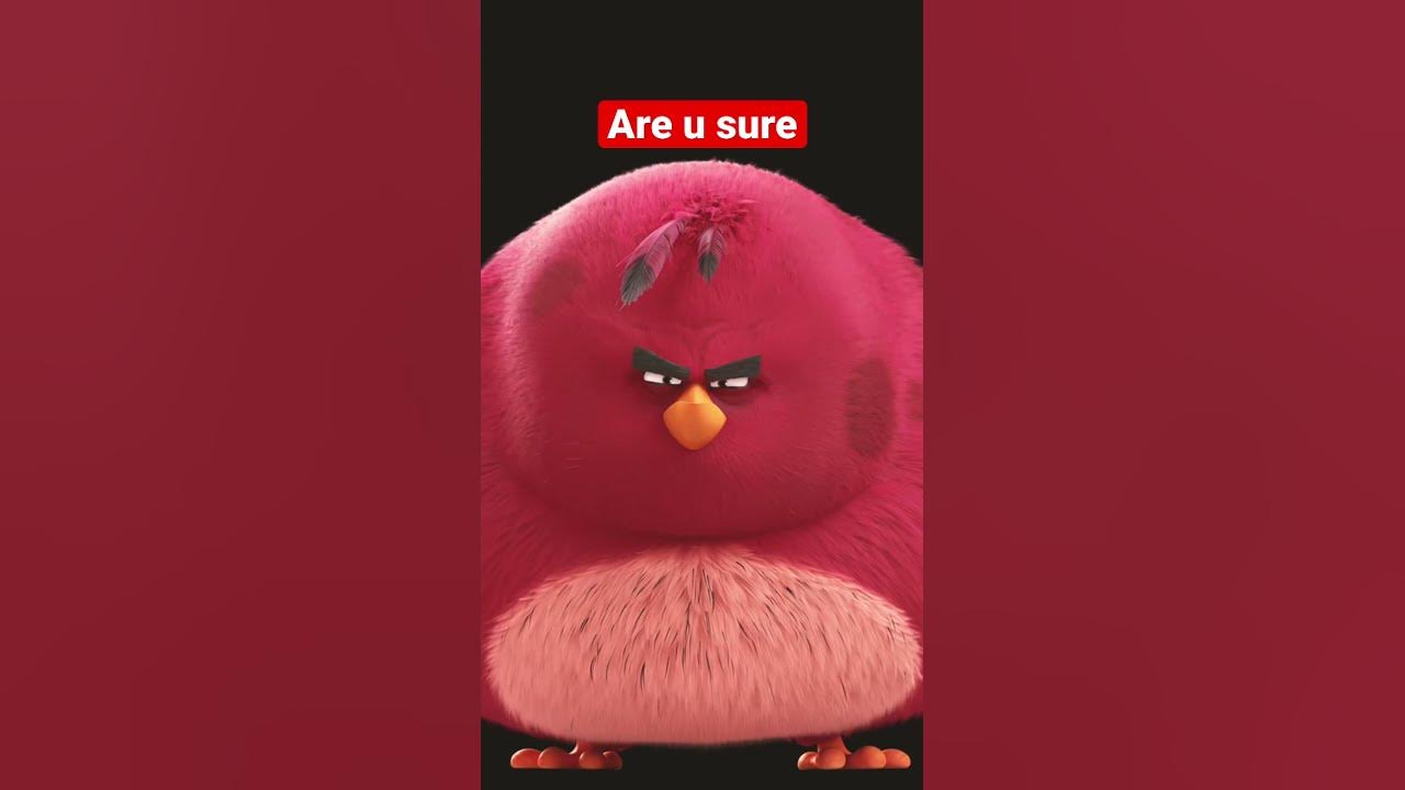 Terence Is The Biggest Bird Who Agrees Youtube
