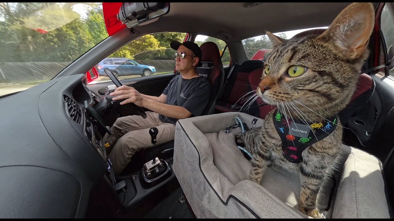 Cat's First Macca's Run: Astro's Elevated Window View! - YouTube