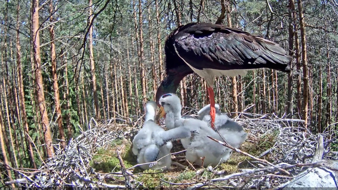 Estonian Black Storks - Feeding by Kati - 03.06.2019. 12:22 - YouTube
