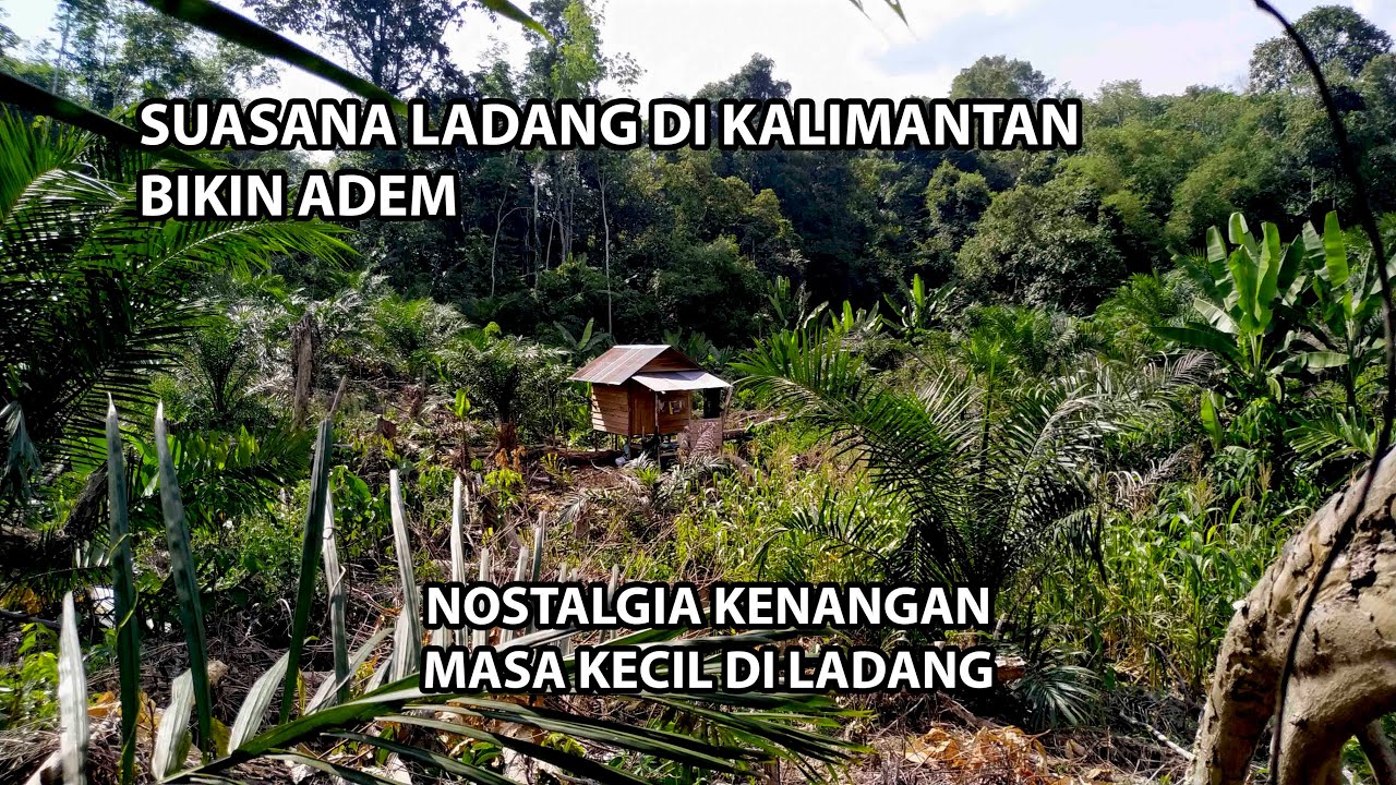 Suasana Ladang Kaliamantan || Berladang dan panen Sayuran - YouTube