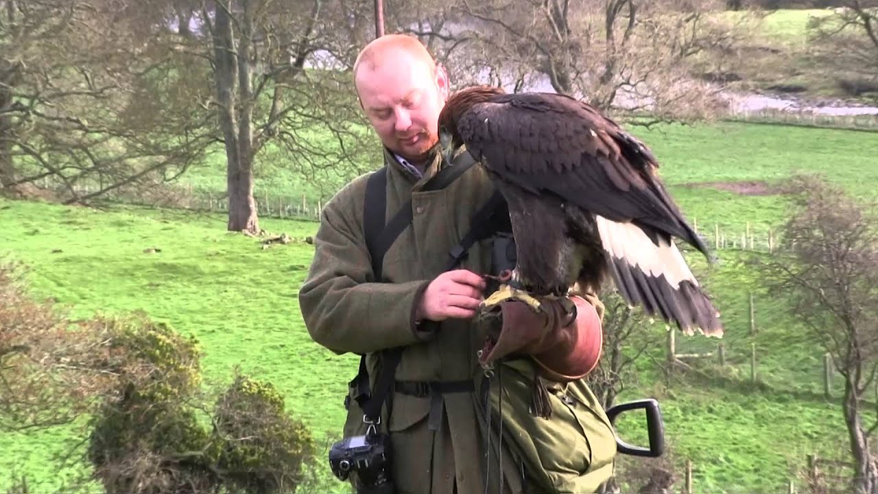 Back In The Dales For More Rabbit Hawking - YouTube