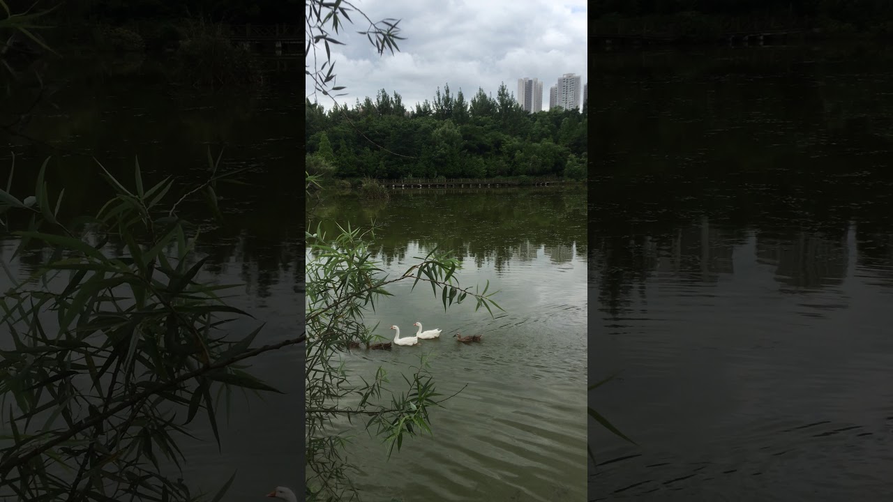 Sichuan Normal University (Chenglong Campus) - YouTube