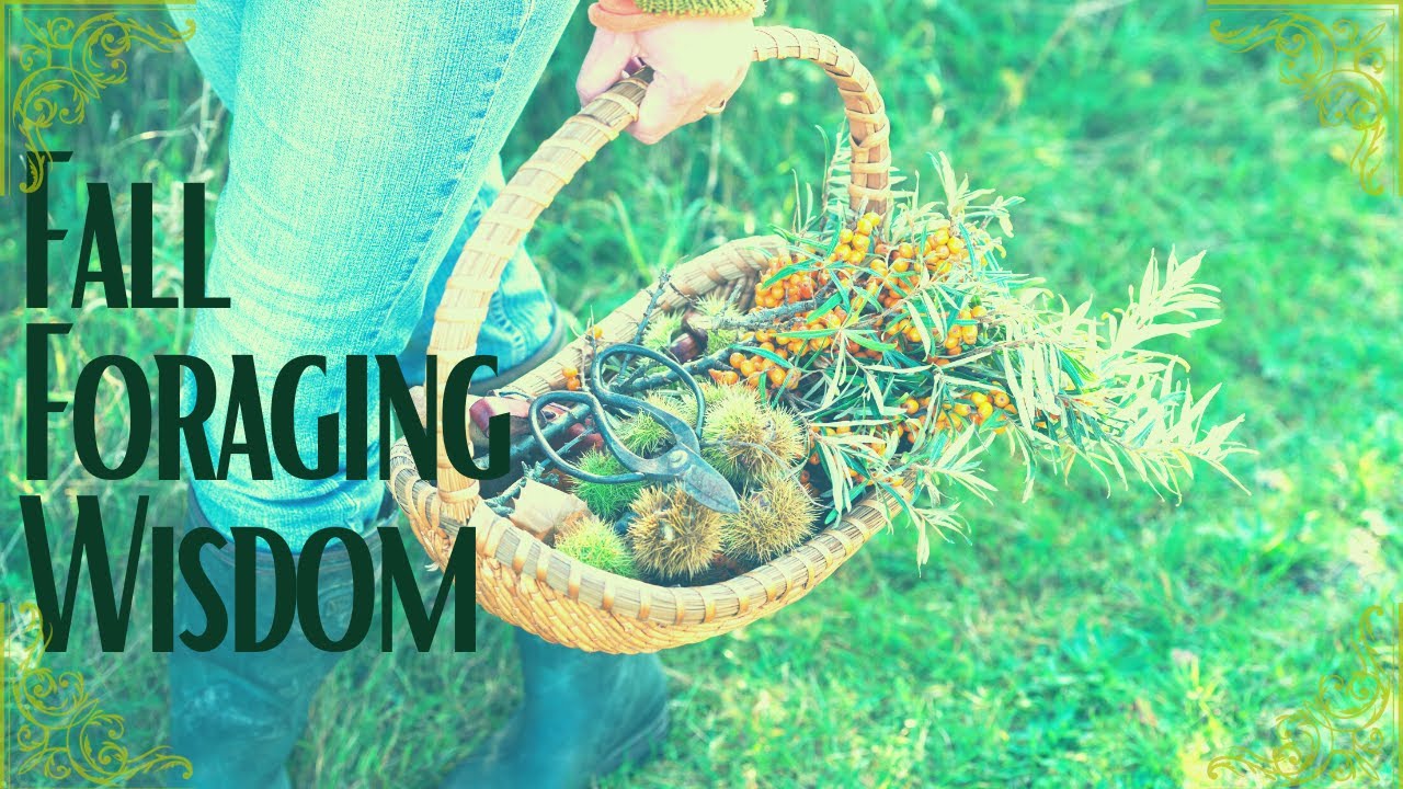 Embracing Nature's Bounty: A Homesteader's Guide to Foraging and Seed ...