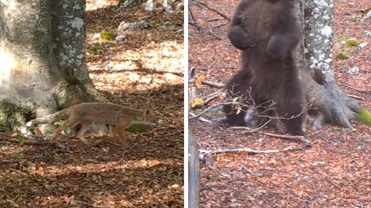 Footage Of One Tree Over 365 Days Bringing Out Animals - YouTube