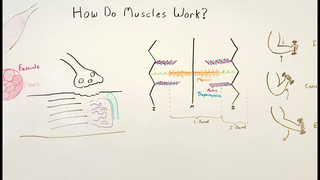 How do MUSCLES work?? - YouTube