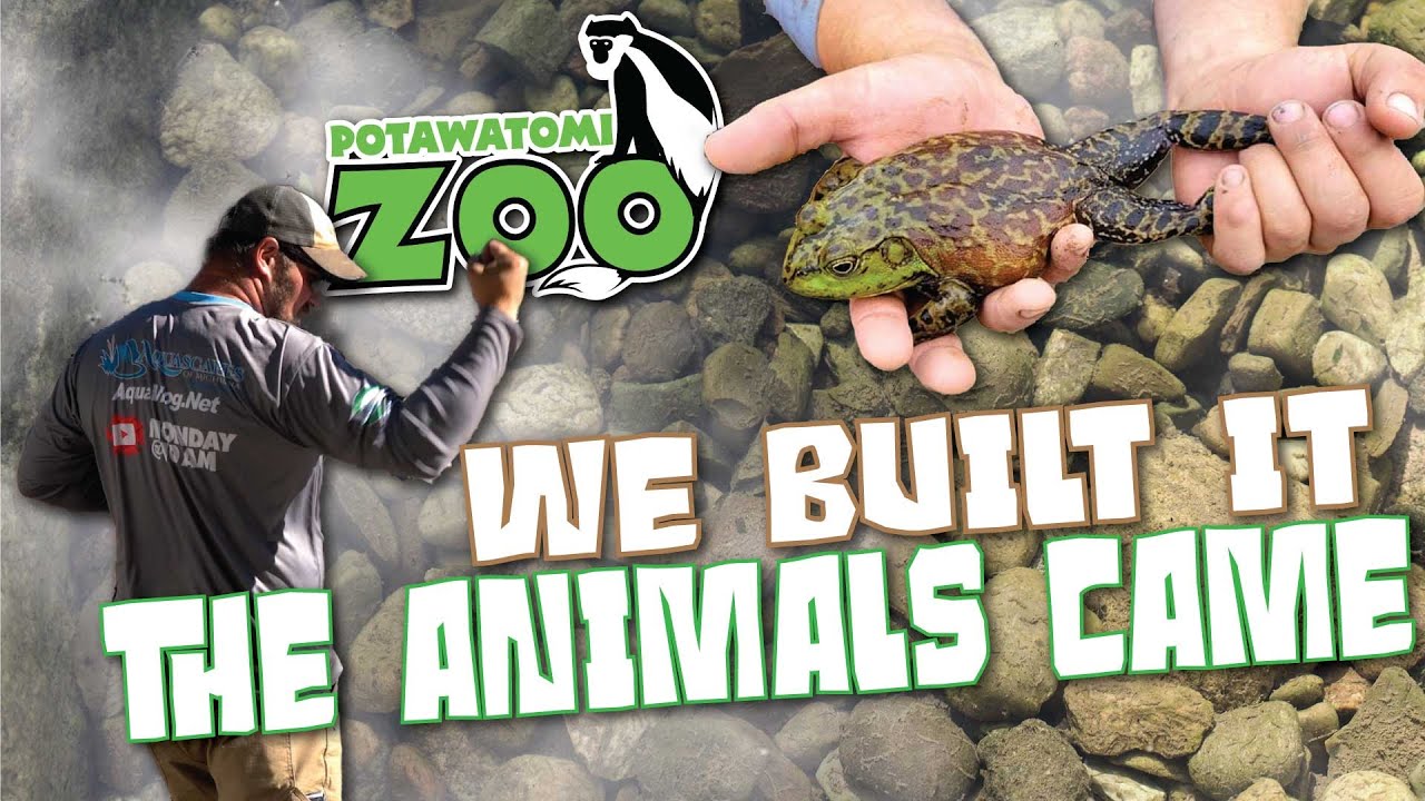 Aeration Magic: Turning a Zoo Pond into a Wildlife Oasis! - YouTube