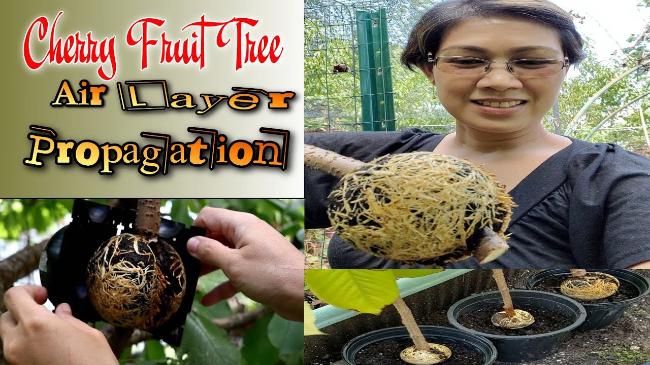 Cherry fruit tree air layer propagation 🌿🍒🌳 | NJ and TX Garden - YouTube