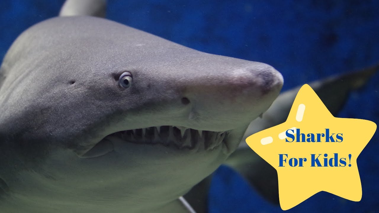 Short 5 Min Video: Dive Into The Shark World: Fun Facts & Adventures ...