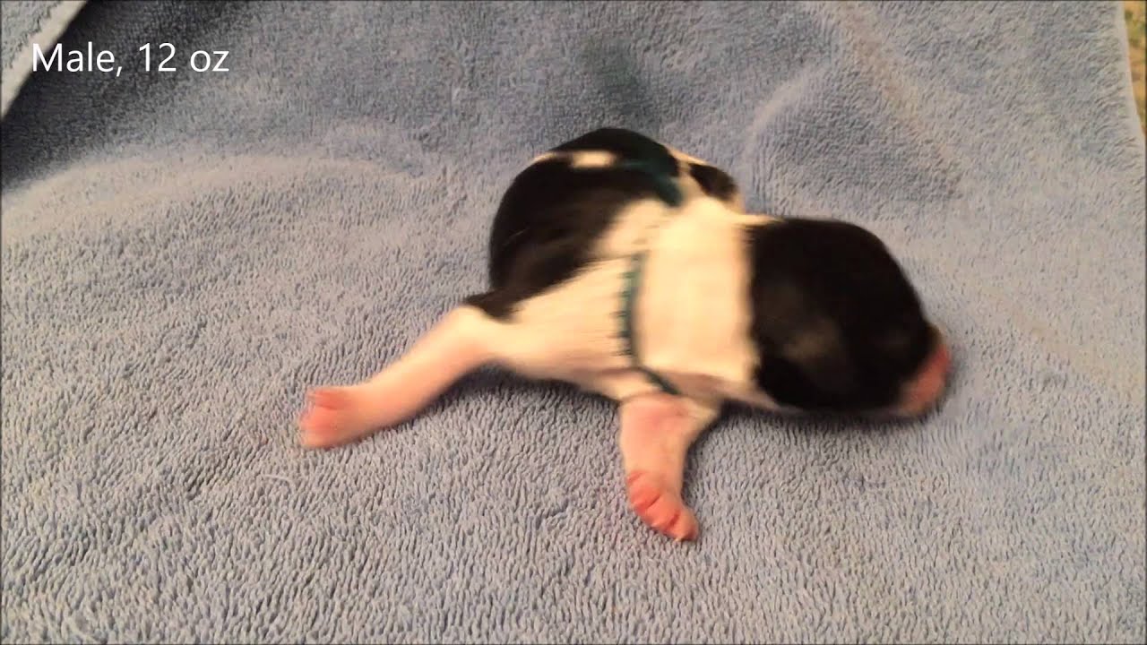 Newborn Cocker Spaniel Puppies - YouTube