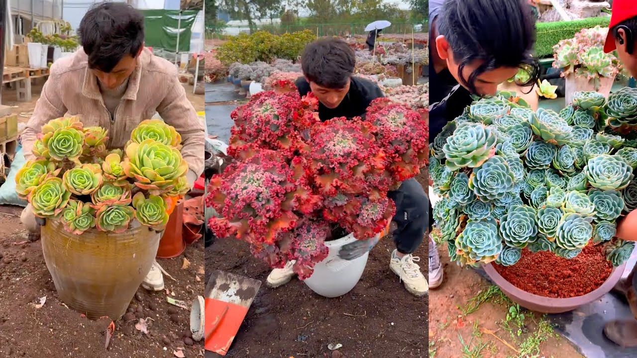 How I Repot My Big Succulents | 多肉植物 | 다육이들 | Suculentas - YouTube