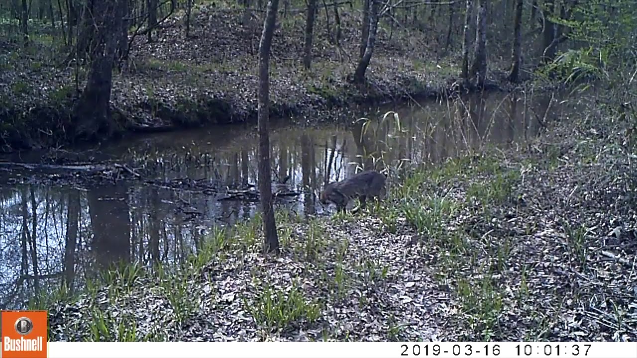 Early Spring Bobcat Activity - YouTube