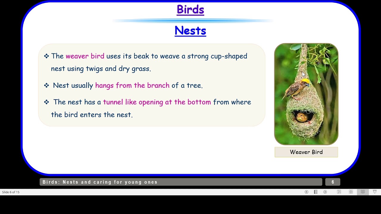 Class III Nests of Birds - YouTube