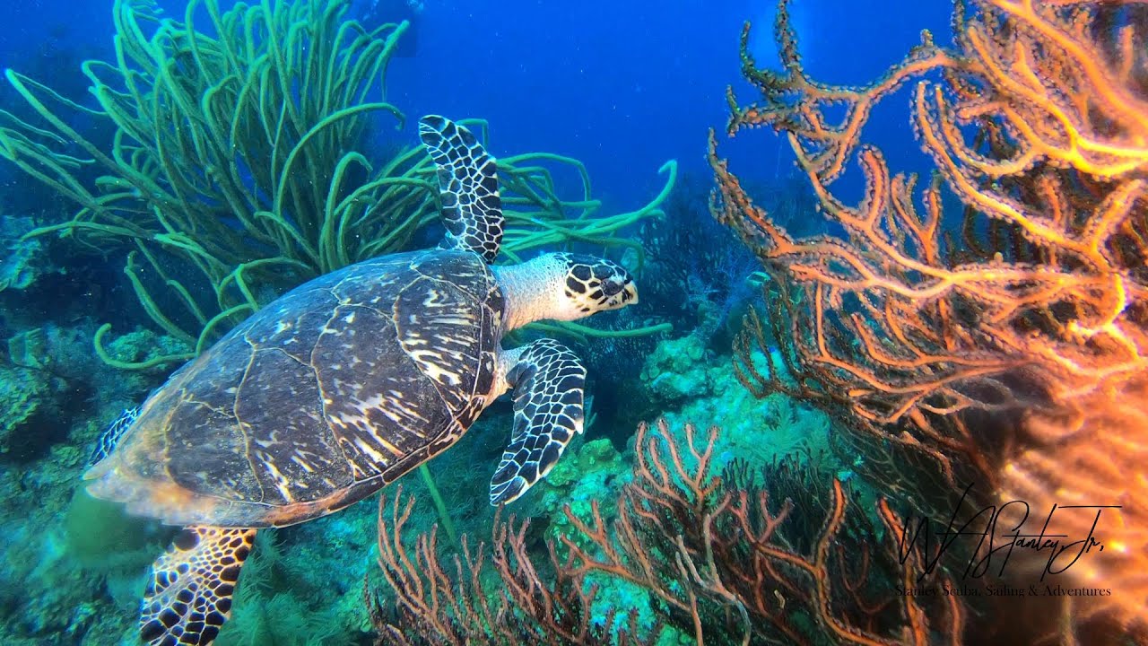 Scuba Diving with Hawksbill Sea Turtles in Belize - YouTube