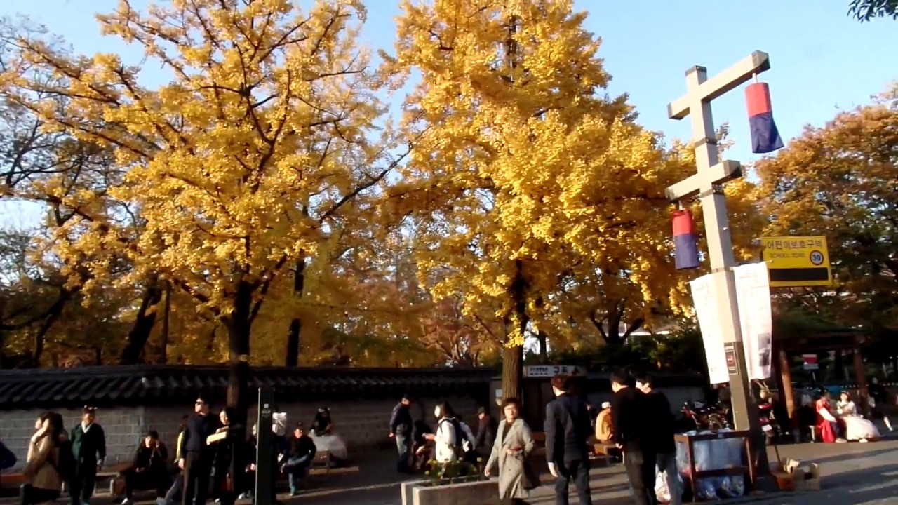 전주한옥마을 가을단풍 . . Walking in Jeonju . Autumn in Korea . Jeonju Hanok ...