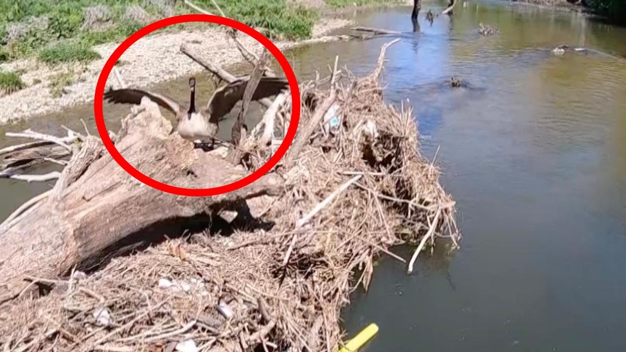 Unsuspecting Fisherman Nearly Gets Ambushed By Goose - YouTube