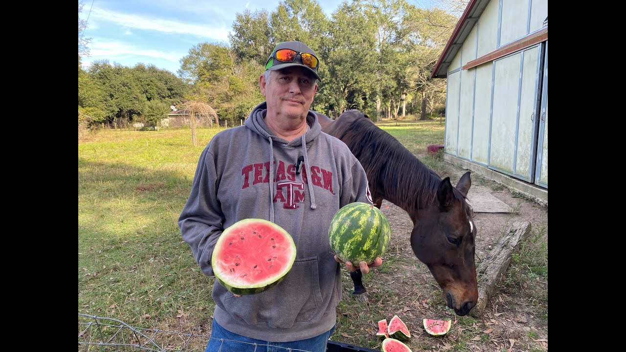 Fall Watermelon Tasting, are they worth the effort? - YouTube