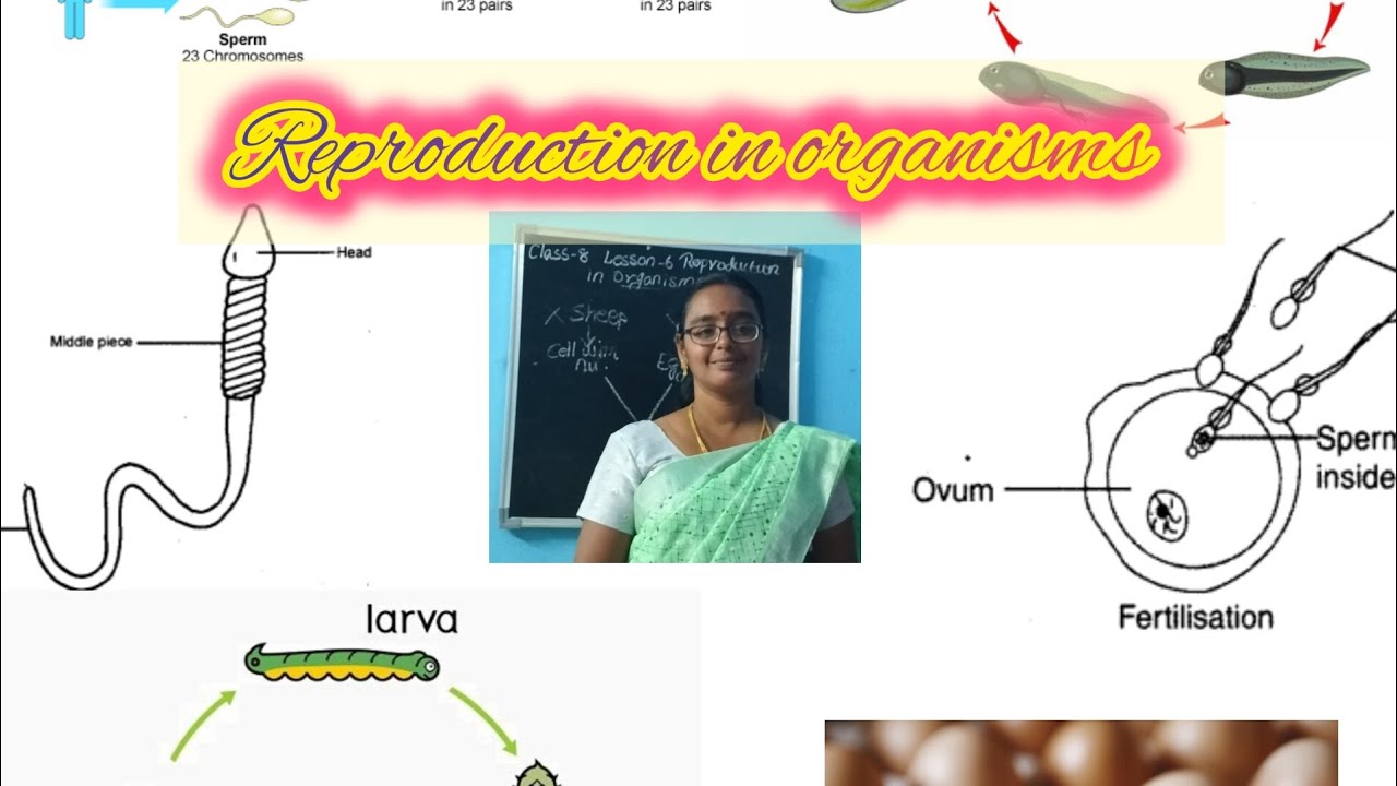 Class 8, Lesson 6, Reproduction in organisms - YouTube