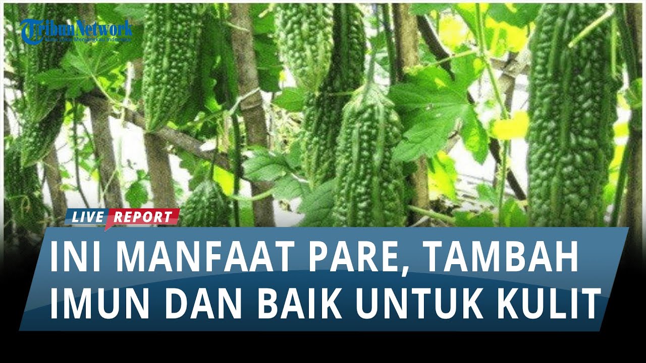 Manfaat Pare untuk Kesehatan, Tingkatkan Kekebalan Tubuh hingga Baik ...