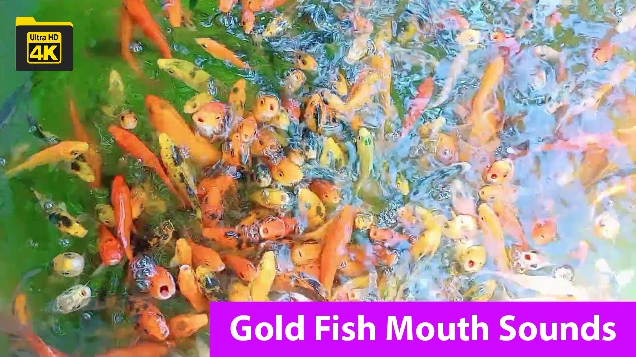 Colorful Fish Eating Sound Satisfying Video Color Fish Video Animal ...