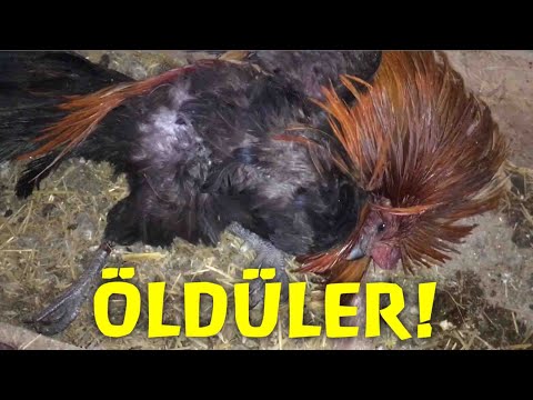 AKLIMIN UCUNA GELMİYECEK ŞEKİLDE ÖLDÜLER!