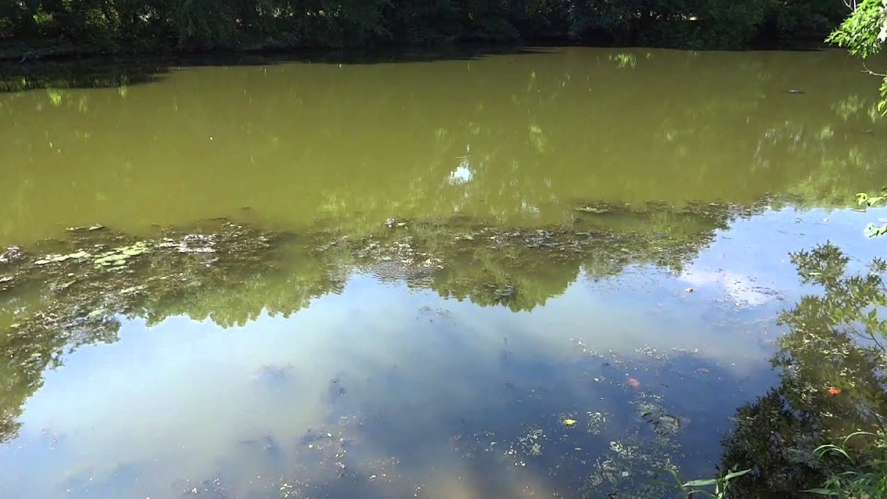 Northern Snakehead Fingerlings Feeding on Algae (TTYDSWYSAH) (South ...