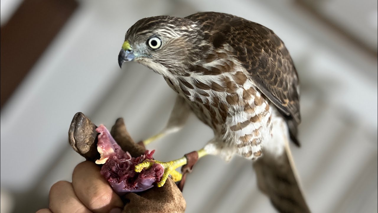 Calling the wild hawk || important information about training shikra ...