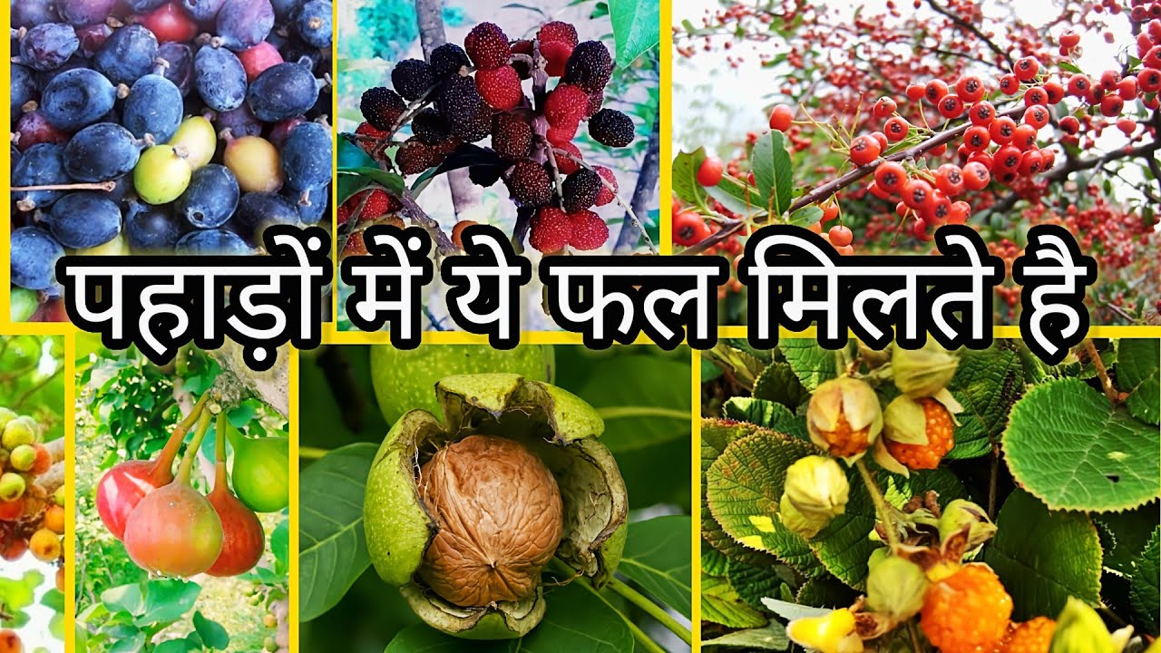 हमारे पहाड़ो में ये फल मिलते है | पहाड़ी फल | pahadi phal | mountain ...