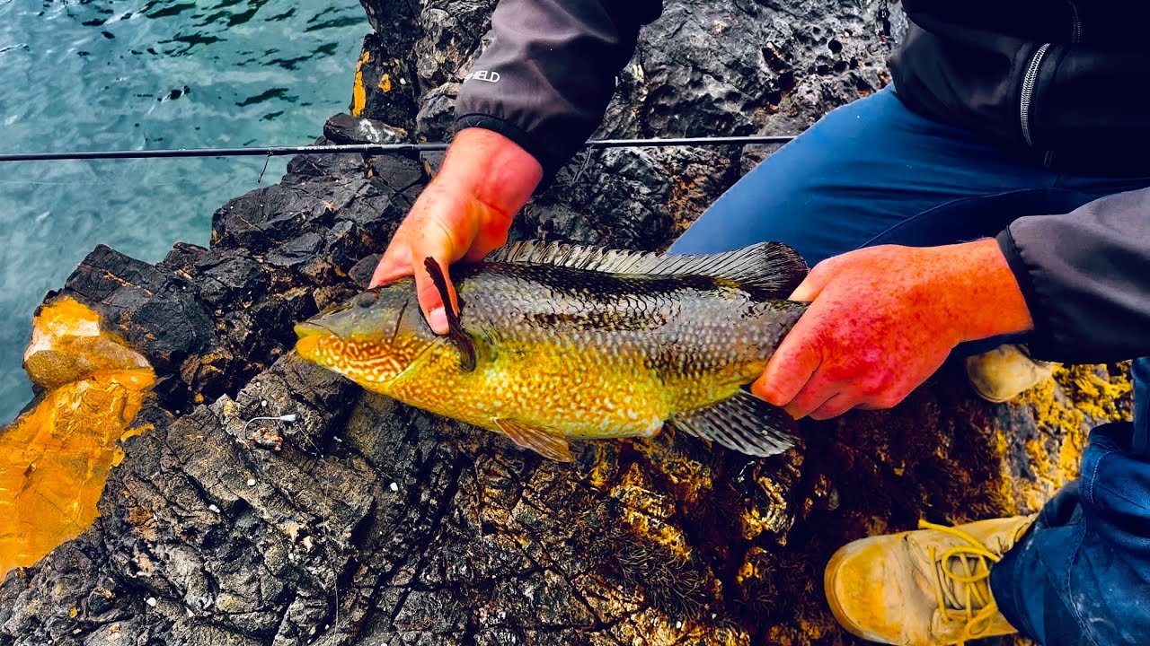 Big Wrasse!! | South West of Scotland 🏴󠁧󠁢󠁳󠁣󠁴󠁿 - YouTube