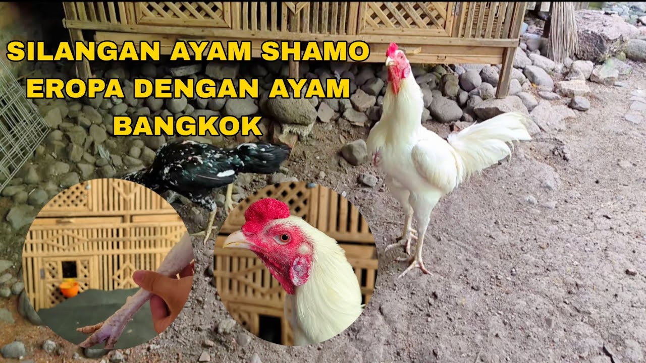 Silangan ayam shamo dengan bangkok - YouTube