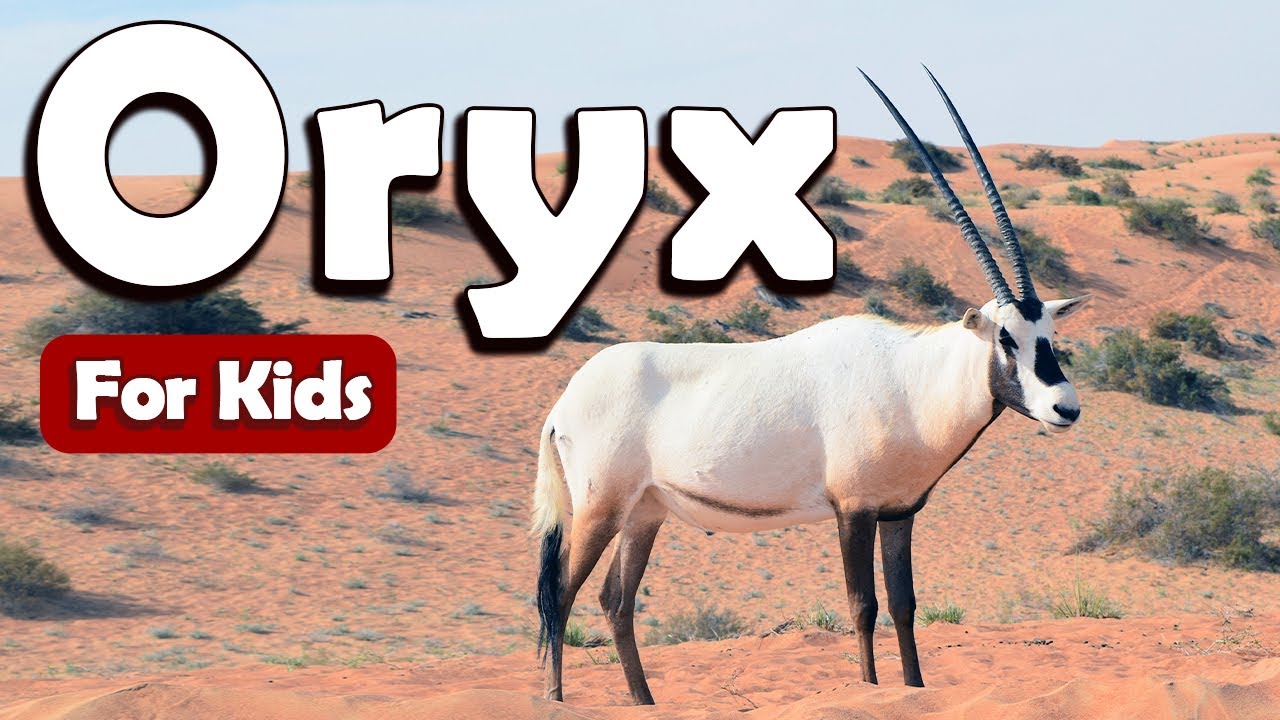Arabian Oryxes for Kids | Learn About Animals for Kids | Learn about Arabian Oryx for Kids - YouTube