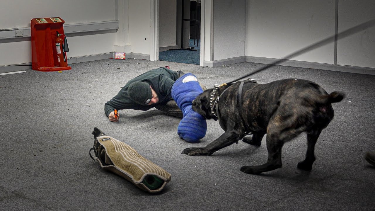 Cane Corso Attack in Private Building - YouTube