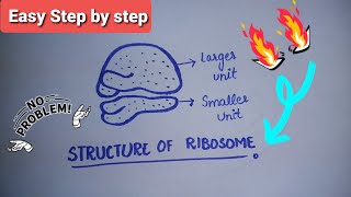 Ribosomes | Structure of Ribosomes | Easy step by step ... | Doovi