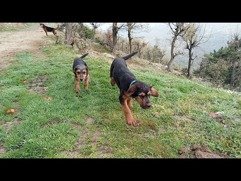 BARAK AV KÖPEGİ YAVRULARİ GEZİNTİ  🧿
