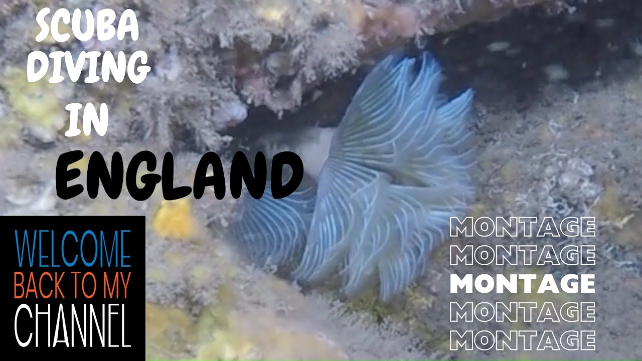 Scuba Diving In England (A taste Of English Marine Life) - YouTube