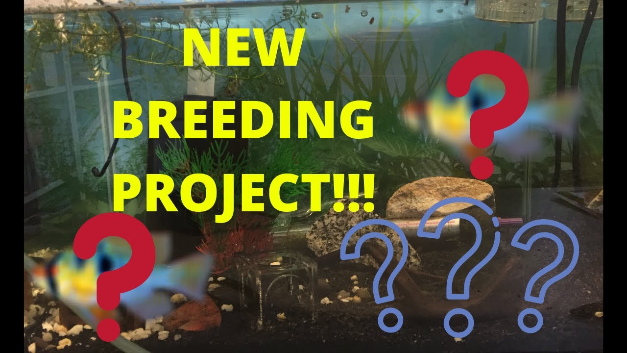 NEW FISH + NEW BREEDING PROJECT!!! **MY 12th BIRTHDAY** - YouTube