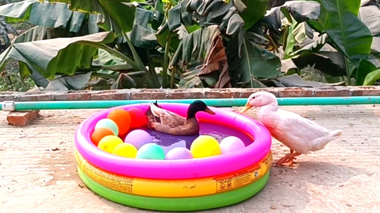 Ducks enjoying our swimming pool - Ducks play colored balloons - YouTube