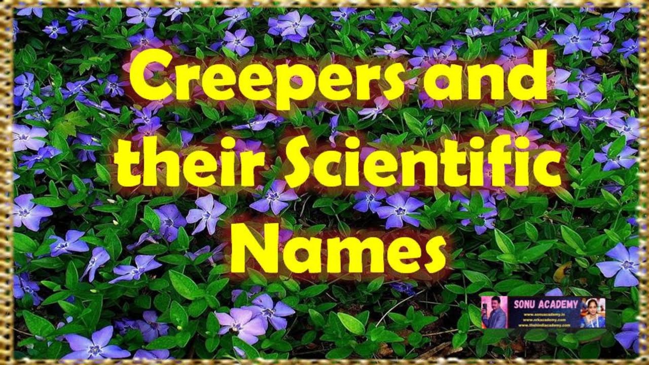 Creepers and their Scientific Names || #creeper #plants #gk #science # ...