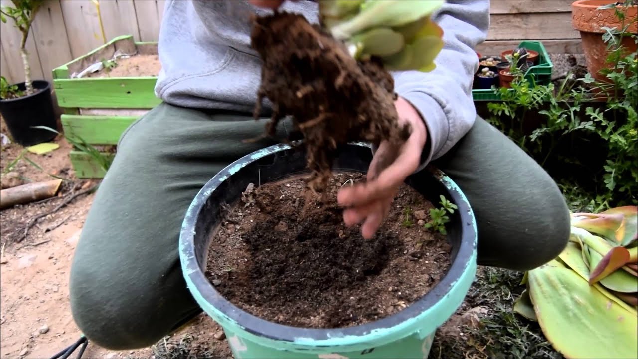 Como reproducir Kalanchoe Thyrsiflora - YouTube