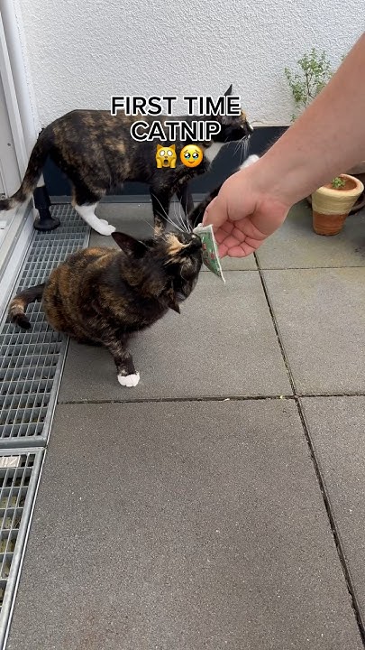 JUST CANT GET ENOUGH OF CATNIP 😅😅#cat #catnip - YouTube