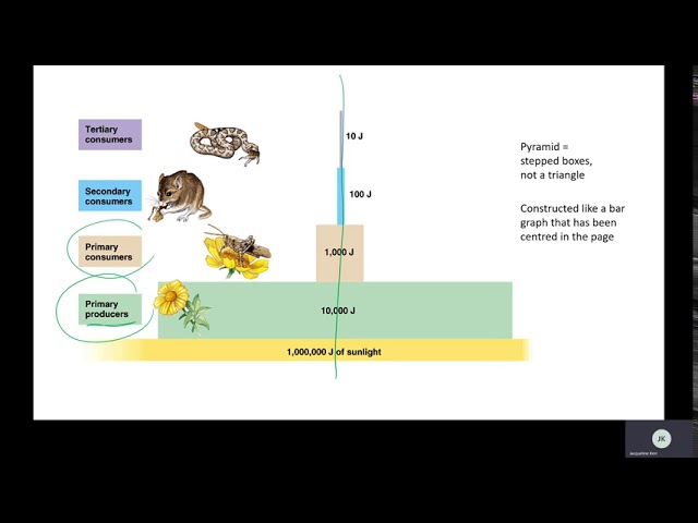 Ibworldme Ib Biology Review Notes Topic 7 Nucleic Acids IBDP Biology