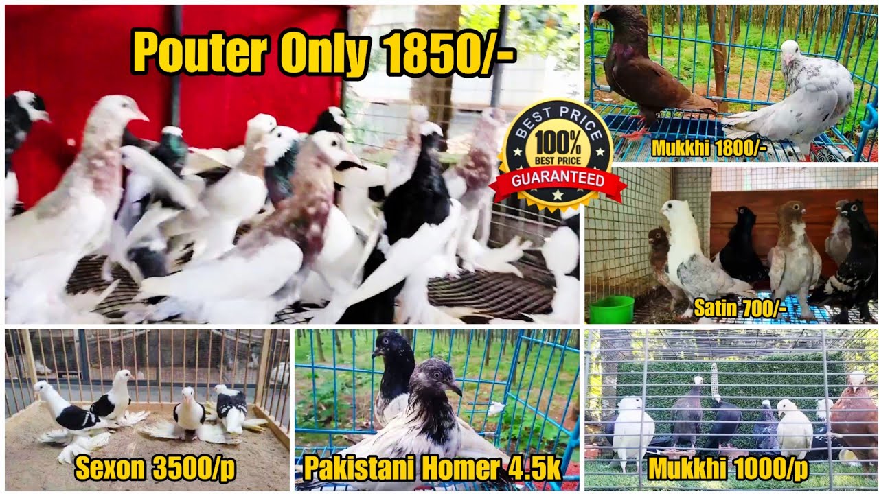 Pakistani Homer, American Faintal, Sentinent, Mukkhi,Pouter All Kind Of Fancy Pigeon Lot New ...