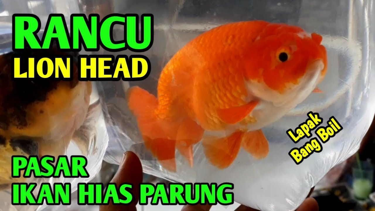 RANCU LIONHEAD PASAR IKAN HIAS PARUNG || LAPAK BANG BOIL || IKAN MAS ...