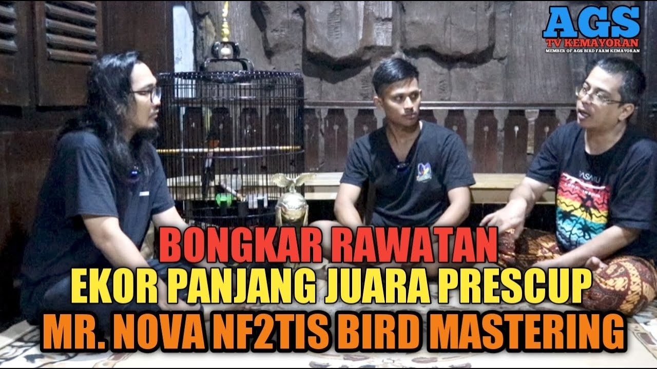 BONGKAR RAWATAN EKOR PANJANG JUARA PRESCUP//MR.NOVA//NF2TIS BIRD MASTERING - YouTube