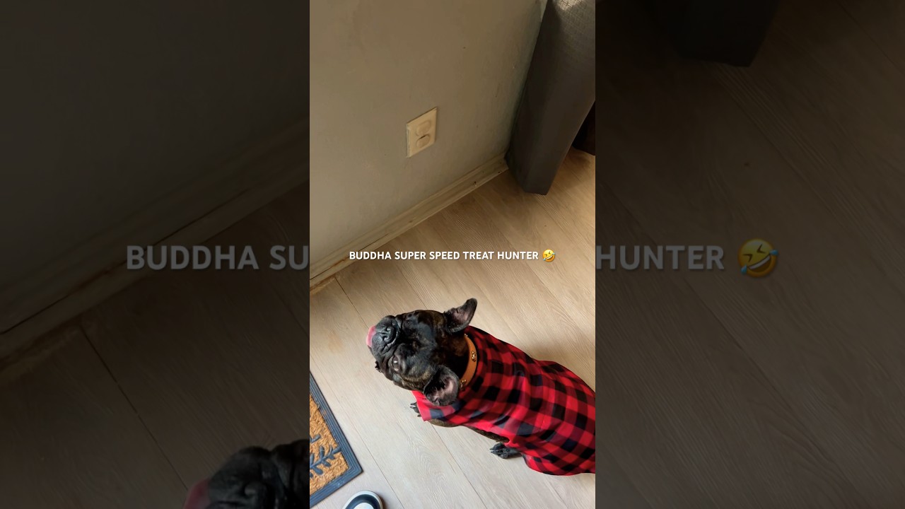 BUDDHA’S SUPER SPEED TREAT HUNTING #frenchie #kingrabeats # ...