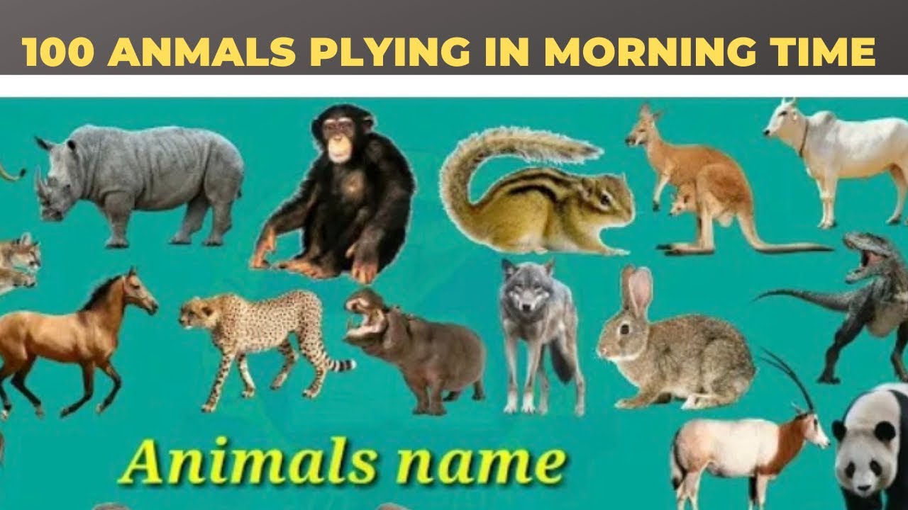 Morning time natural animals birds eating plying P fighting | animals ...