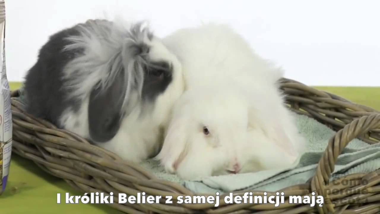 KRÓLIKI – Królik mały baran (Belier) - YouTube