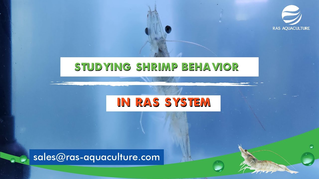 Studying Shrimp Feeding Behavior | With RAS Systems - YouTube