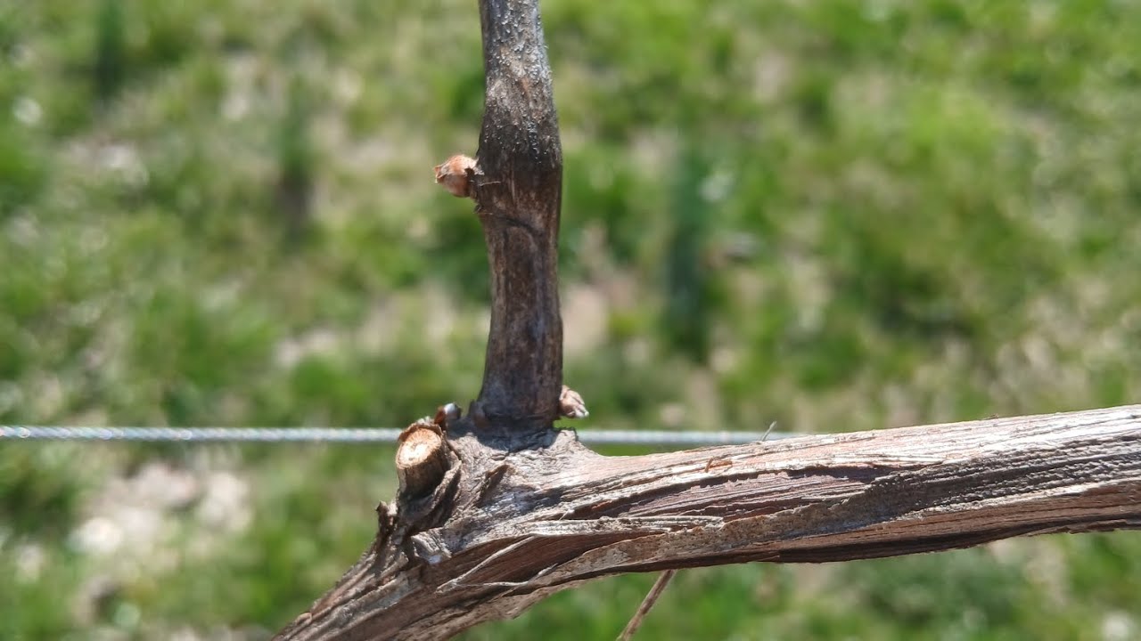 Is my grapevine dead? Tips and signs of life - YouTube