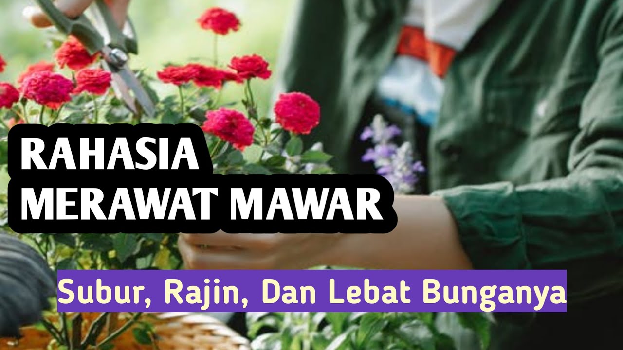 Cara Merawat Tanaman Bunga Mawar agar Rajin Berbunga, Subur, dan Lebat ...