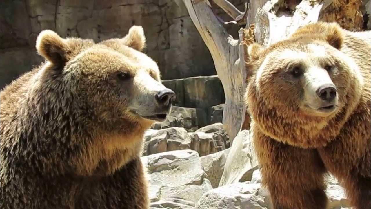 Osos pardos en el Zoo de Madrid - YouTube